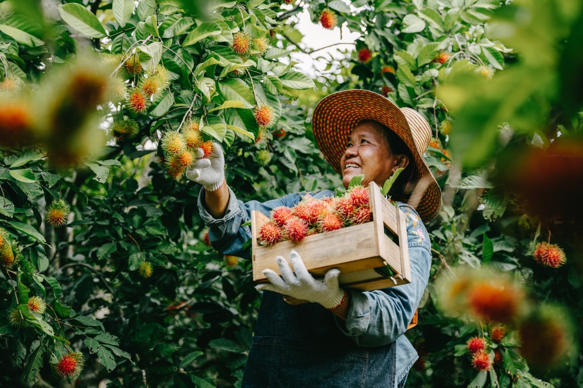 ‘ข้อมูลดี ทำเกษตรดี’ ช่องทางความรู้จากสยามคูโบต้า ที่อยากเป็นเพื่อนคู่ ...