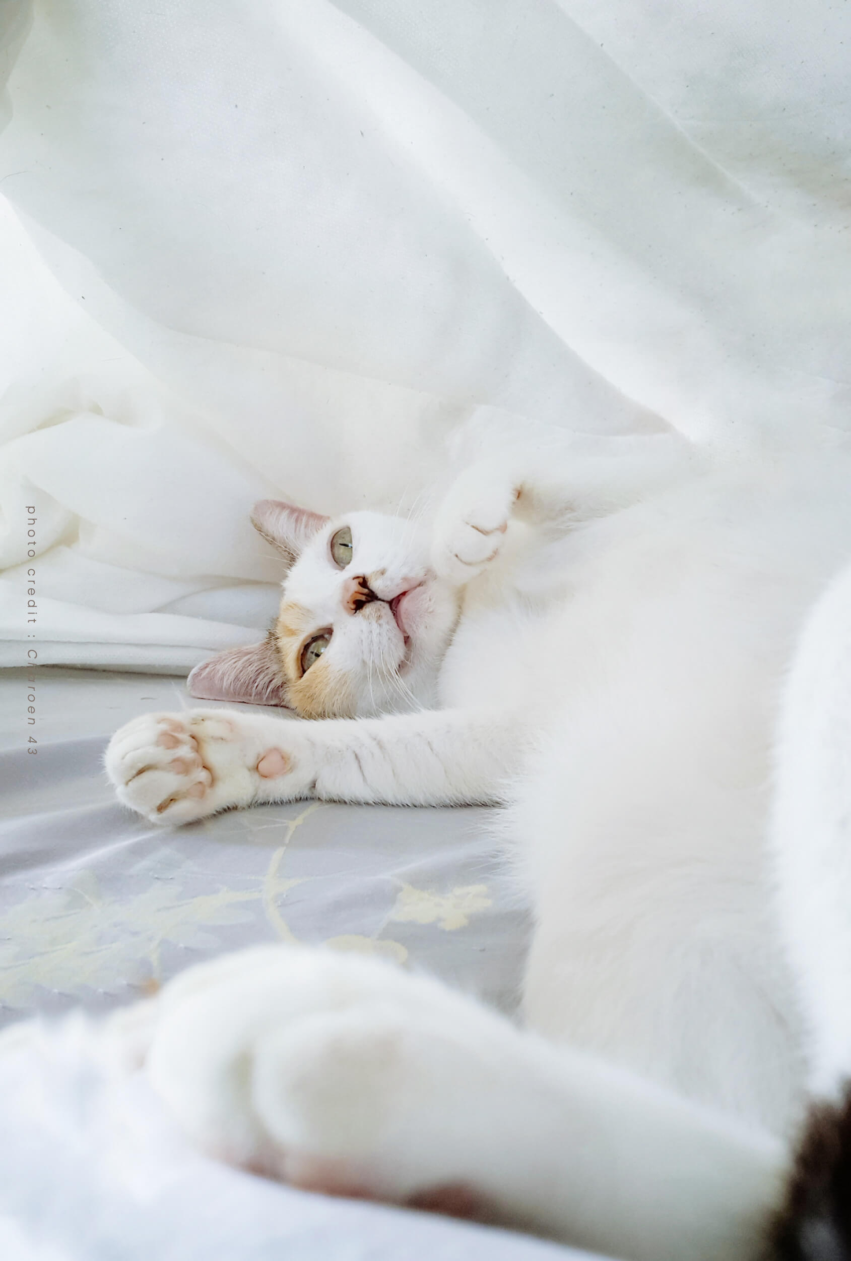 นิทรรศการทาสแมว ‘MAMA MEOW’ - Urban Creature