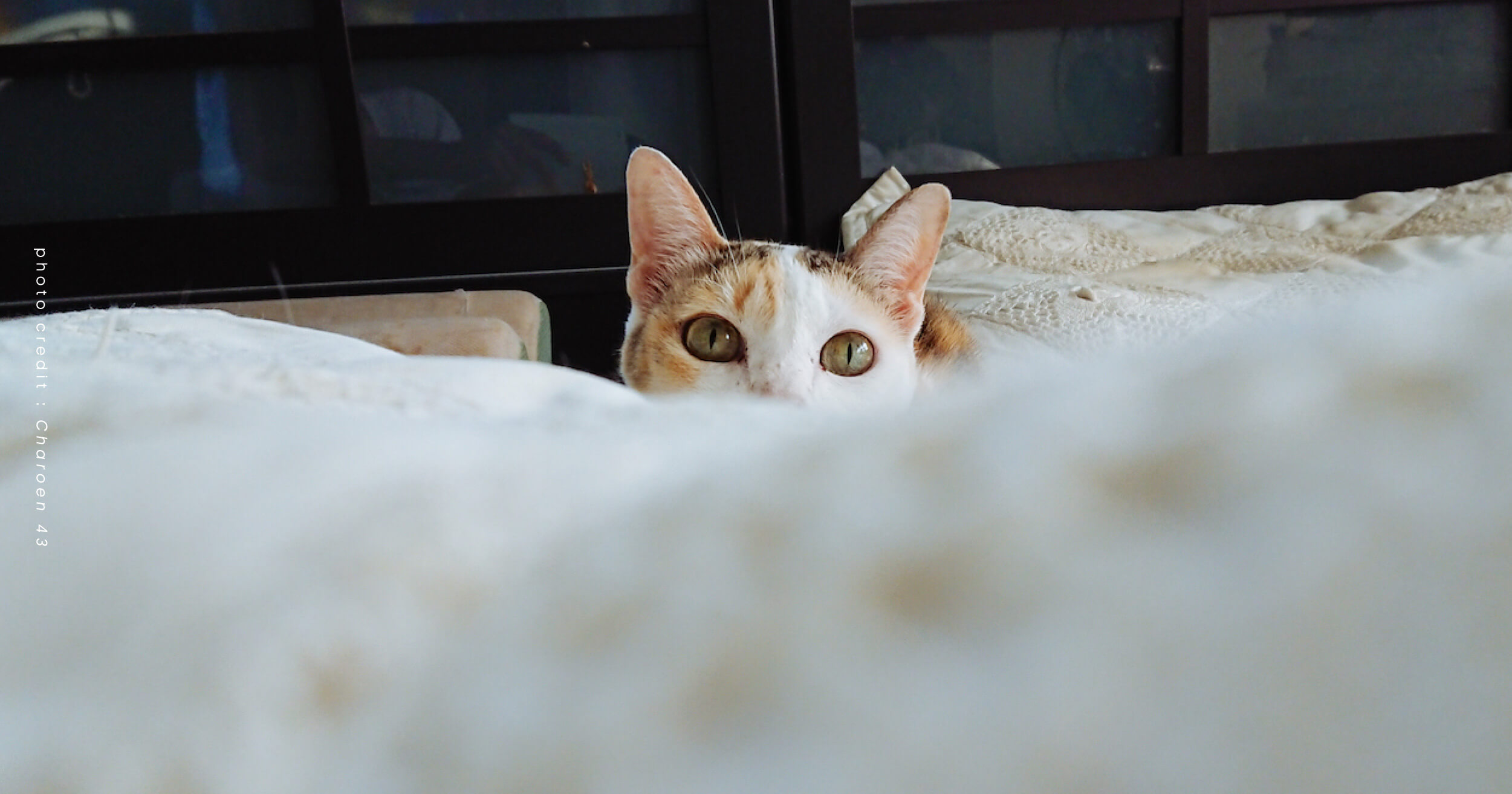 นิทรรศการทาสแมว ‘MAMA MEOW’ - Urban Creature